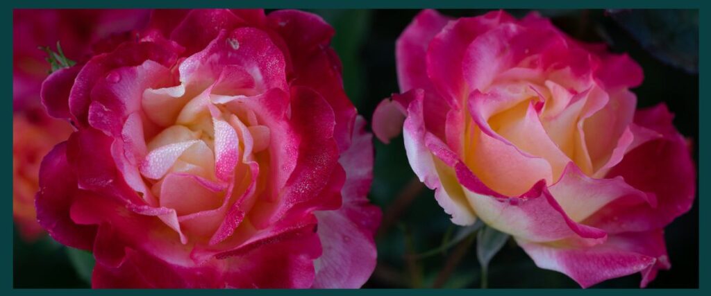 9 Traits Of A Highly Sensitive Person - Empaths And HSP's